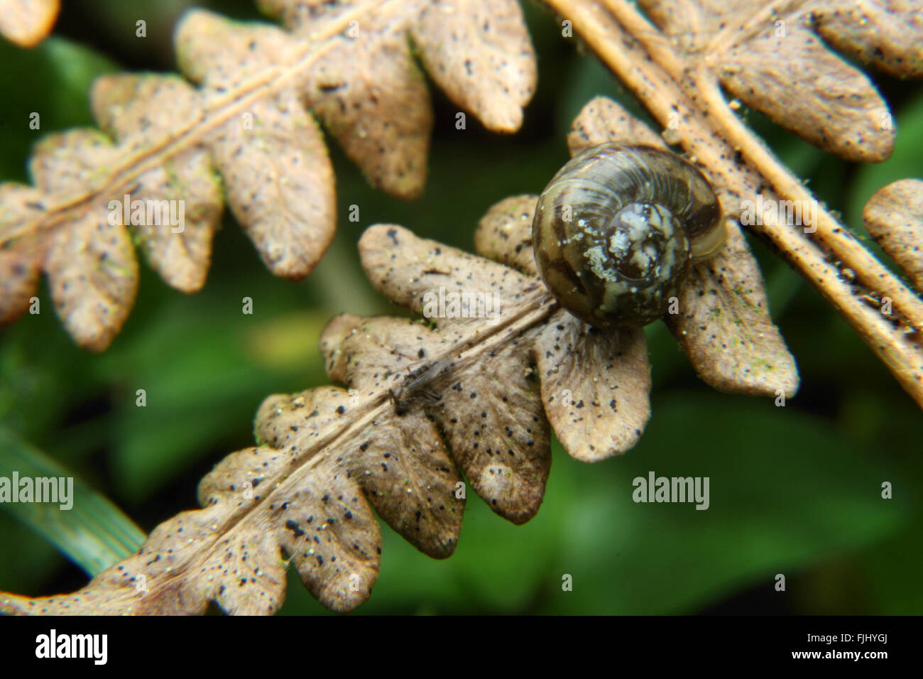 Young snail attached to a fern leaf Stock Photo - Alamy