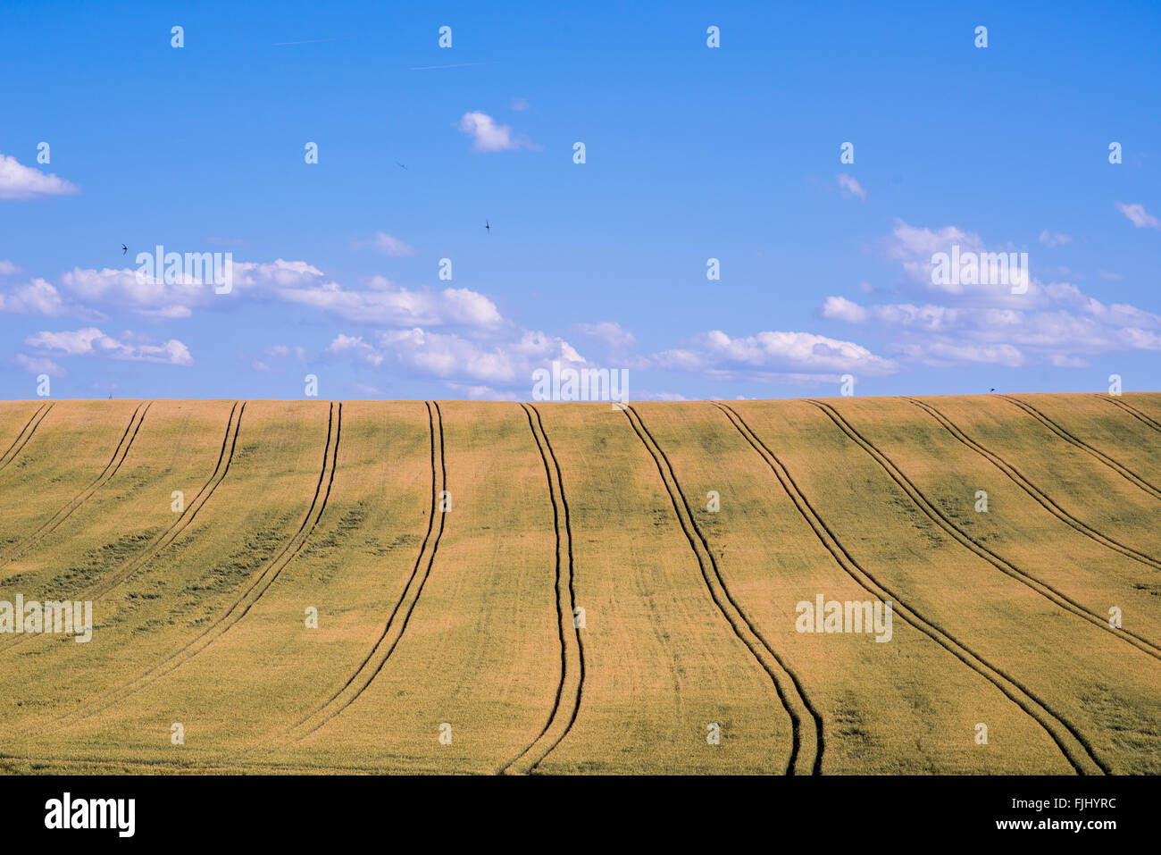 Large corn field hi-res stock photography and images - Alamy