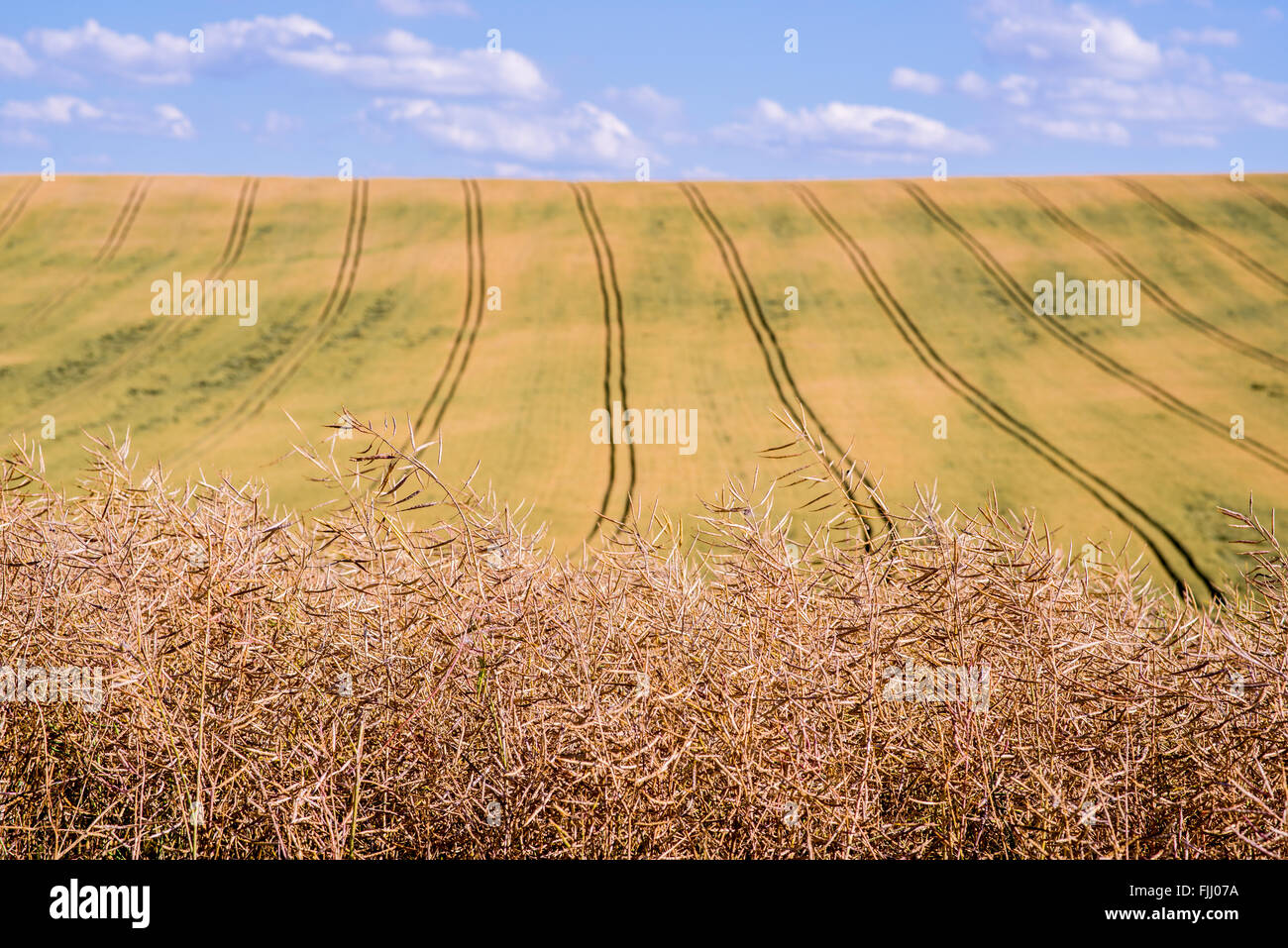 Large corn field hi-res stock photography and images - Alamy