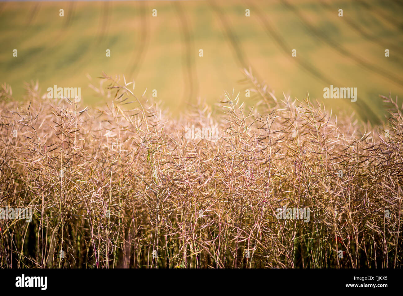 Large corn field hi-res stock photography and images - Alamy