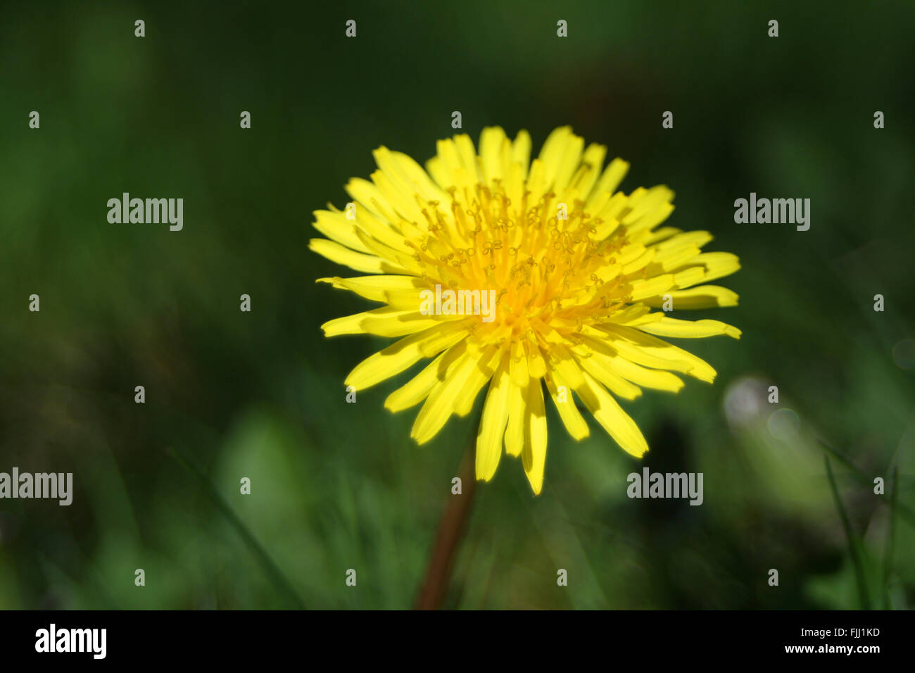 Dandelion head in flower Stock Photo - Alamy