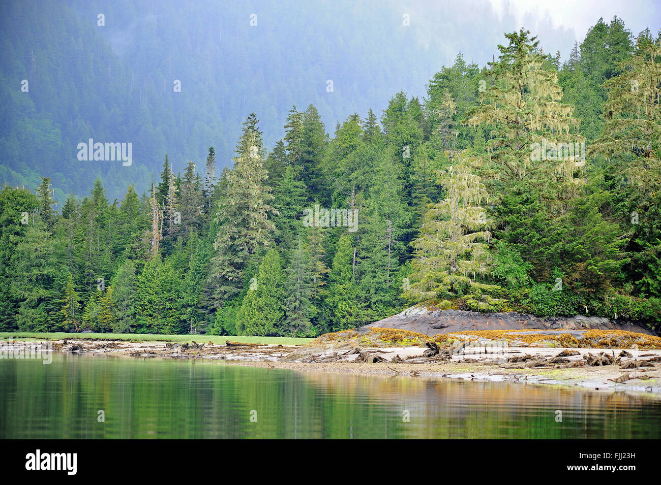 The Great Bear Rainforest, British Columbia Stock Photo - Alamy