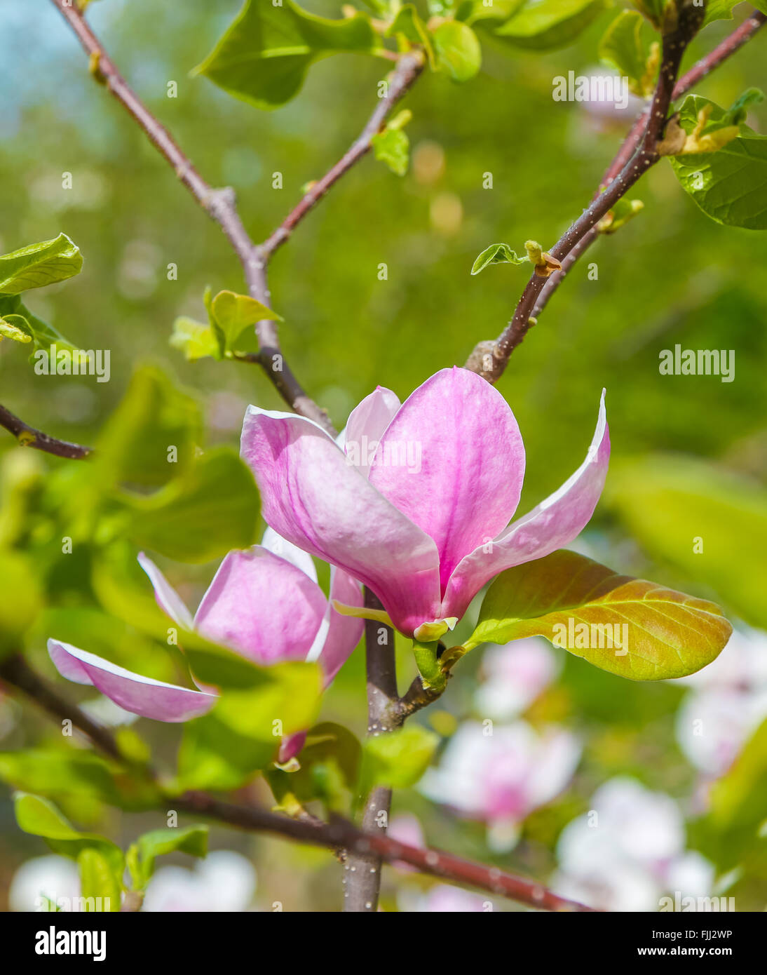 Opened pink magnolia flower among the branches of the tree. Out of ...