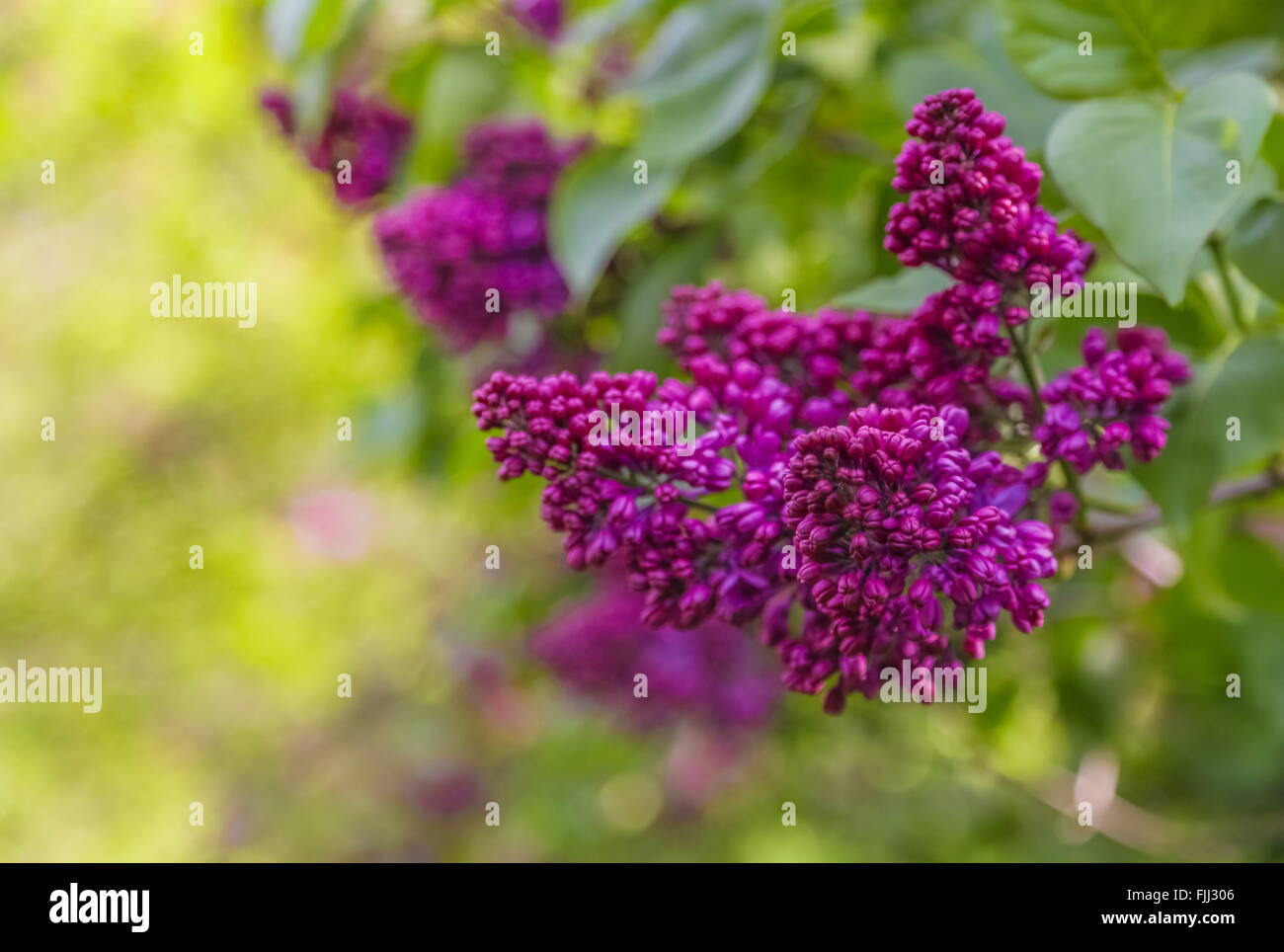 Unopened flowers hi-res stock photography and images - Alamy