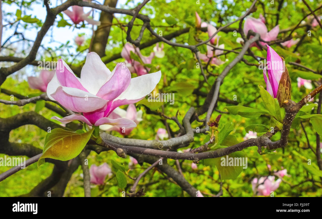 blooming pink magnolia flower Stock Photo - Alamy