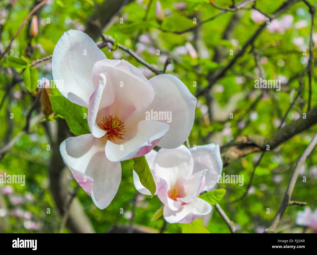 white magnolia flower closeup Stock Photo - Alamy