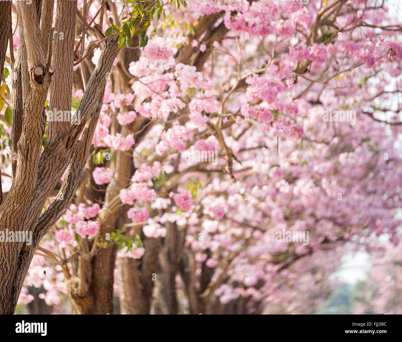 Cherry Blossom Flowers at Springtime Stock Photo - Alamy
