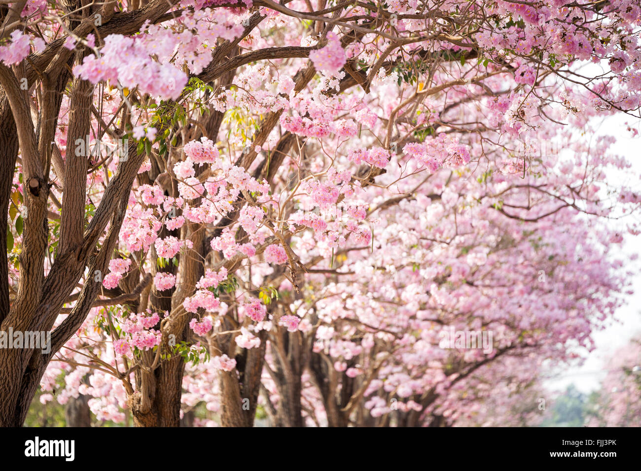 Cherry Blossom Flowers at Springtime Stock Photo - Alamy