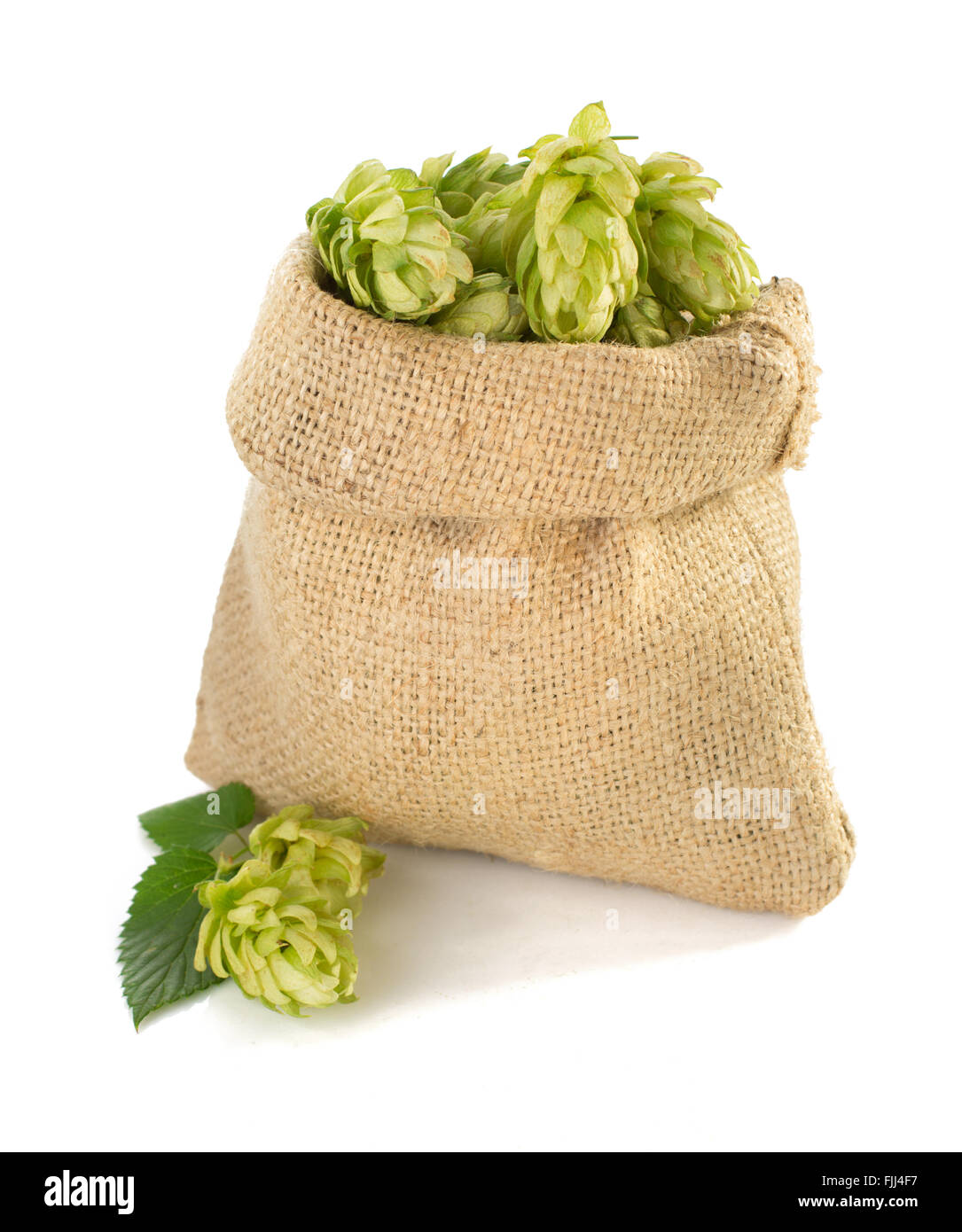 hop cones isolated on white background Stock Photo - Alamy