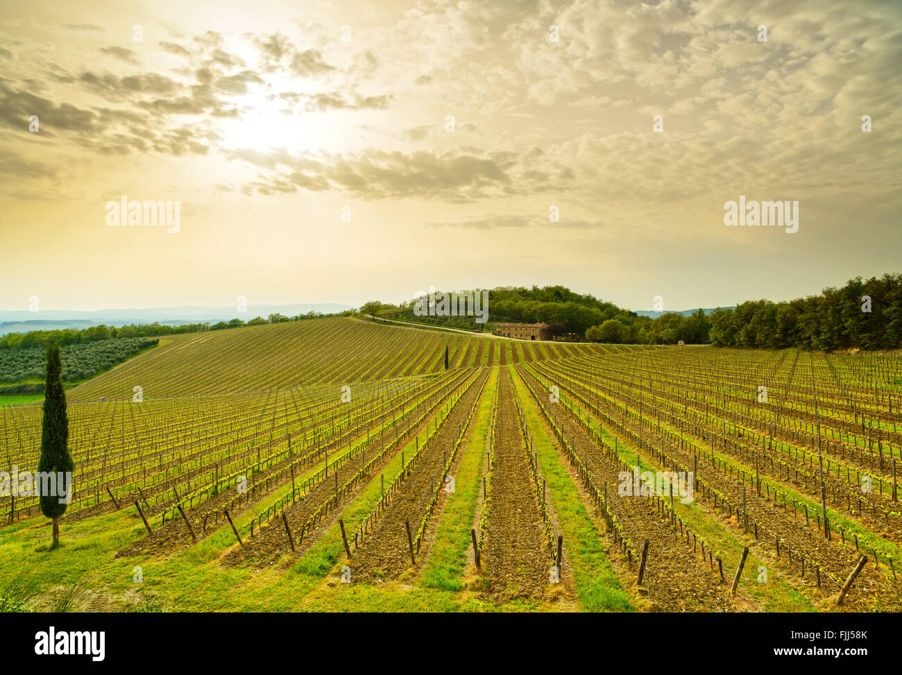 Chianti region, vineyard, trees and farm on sunset. Tuscany, Italy ...