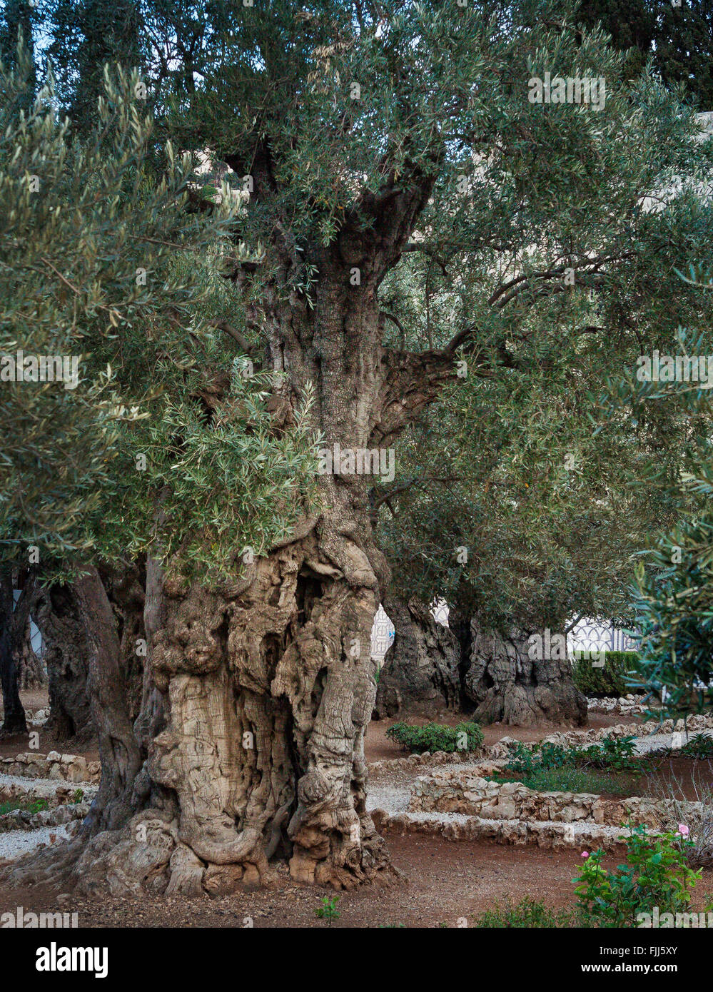 Road to emmaus israel hi-res stock photography and images - Alamy