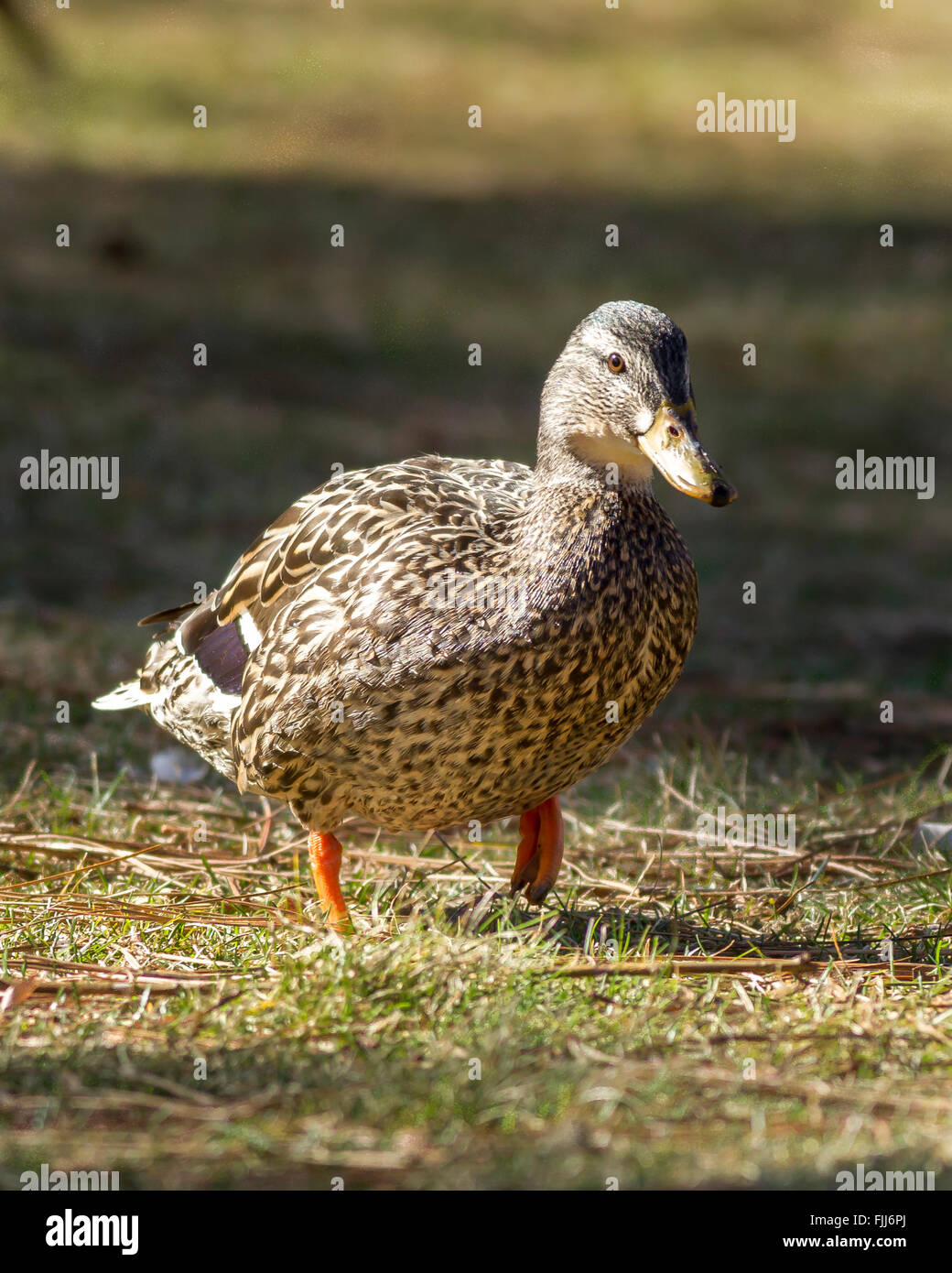 Mallard standing in the sunlight Stock Photo - Alamy