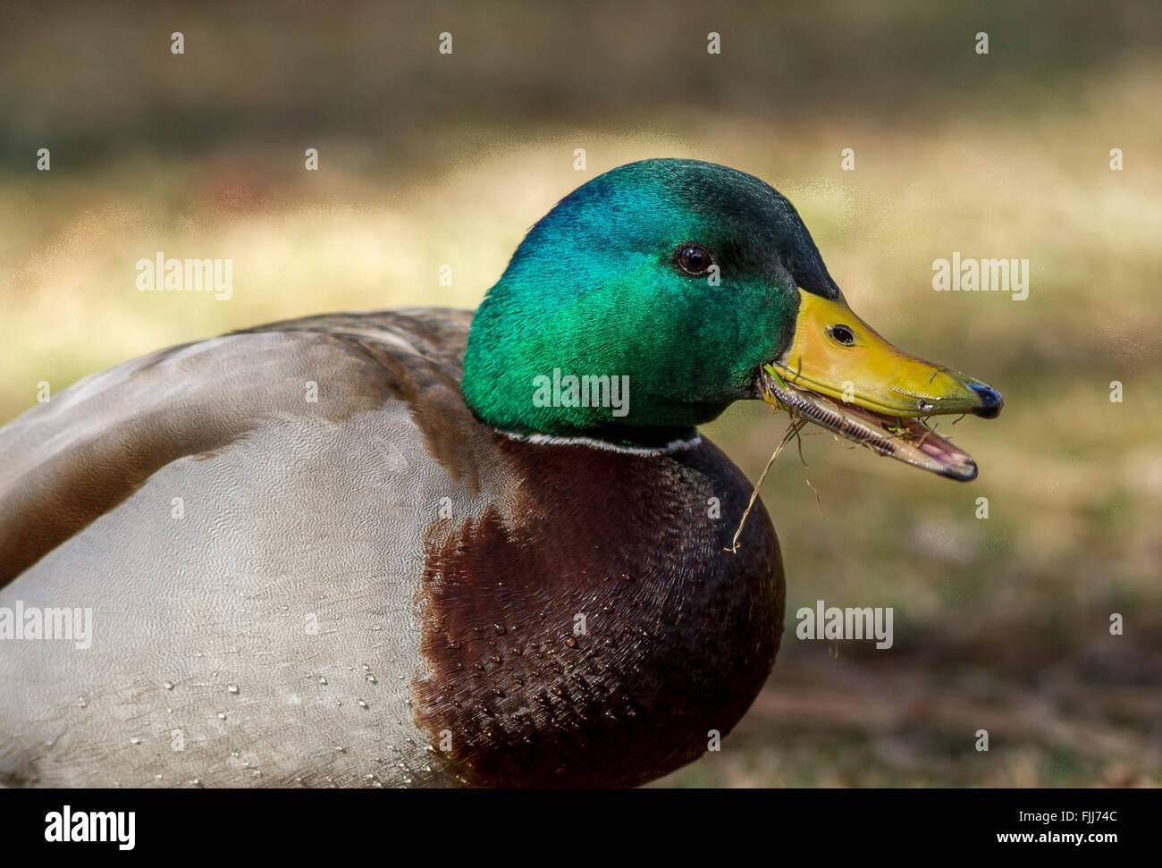 Mallard eating grass Stock Photo - Alamy