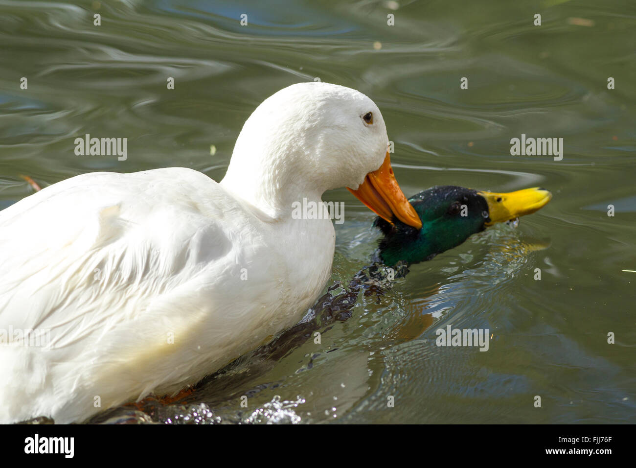 Aggressive duck hi-res stock photography and images - Alamy