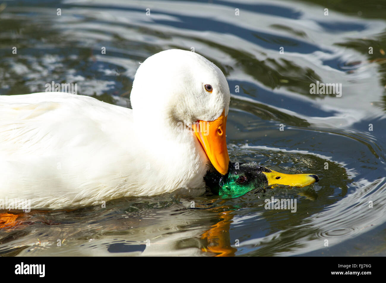 Aggressive duck hi-res stock photography and images - Alamy
