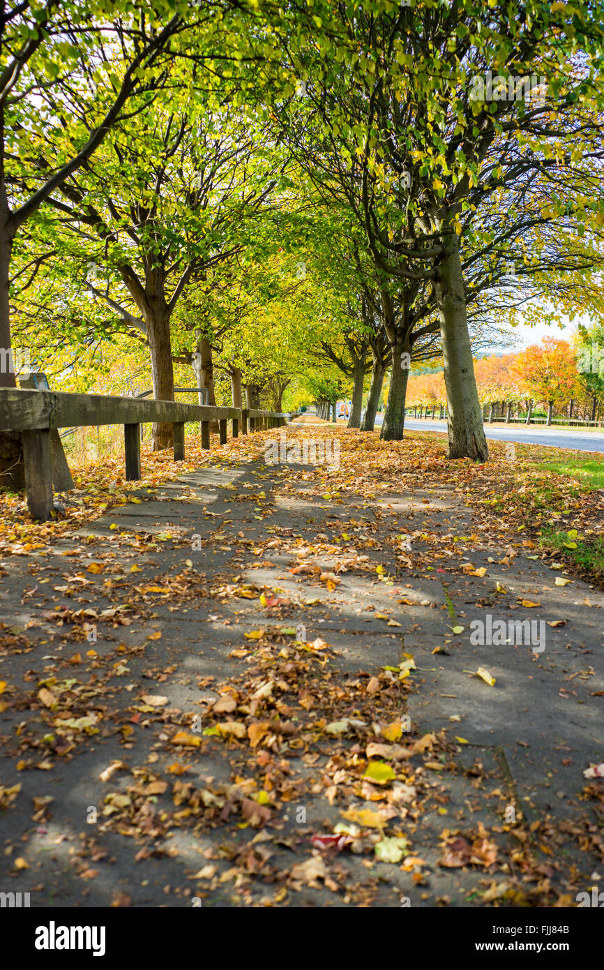 Pathway of Autumn leaves Stock Photo - Alamy
