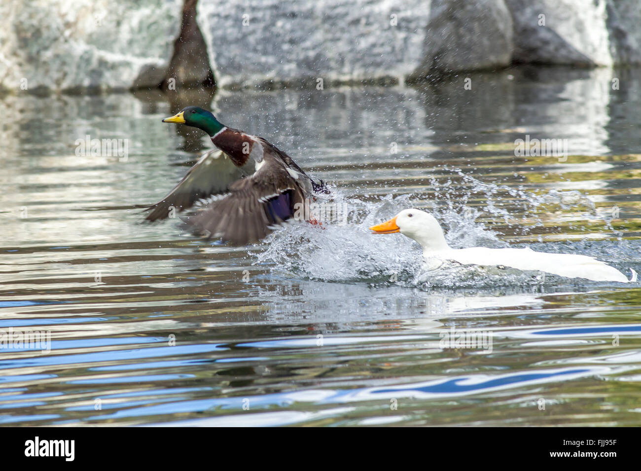 Aggressive duck hi-res stock photography and images - Alamy