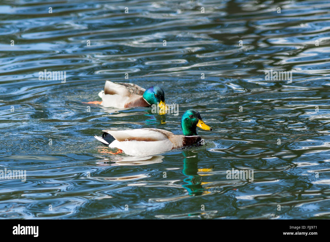 Two mallards in the pond Stock Photo - Alamy