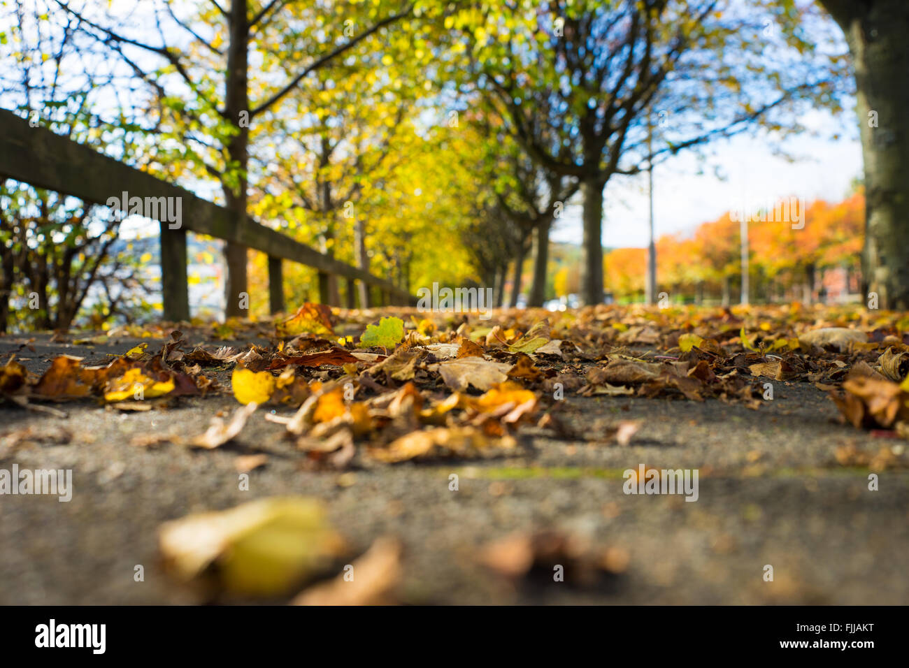 Pathway of Autumn leaves Stock Photo - Alamy