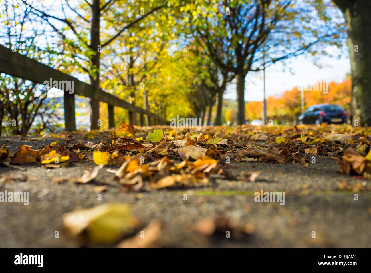 Pathway of Autumn leaves Stock Photo - Alamy