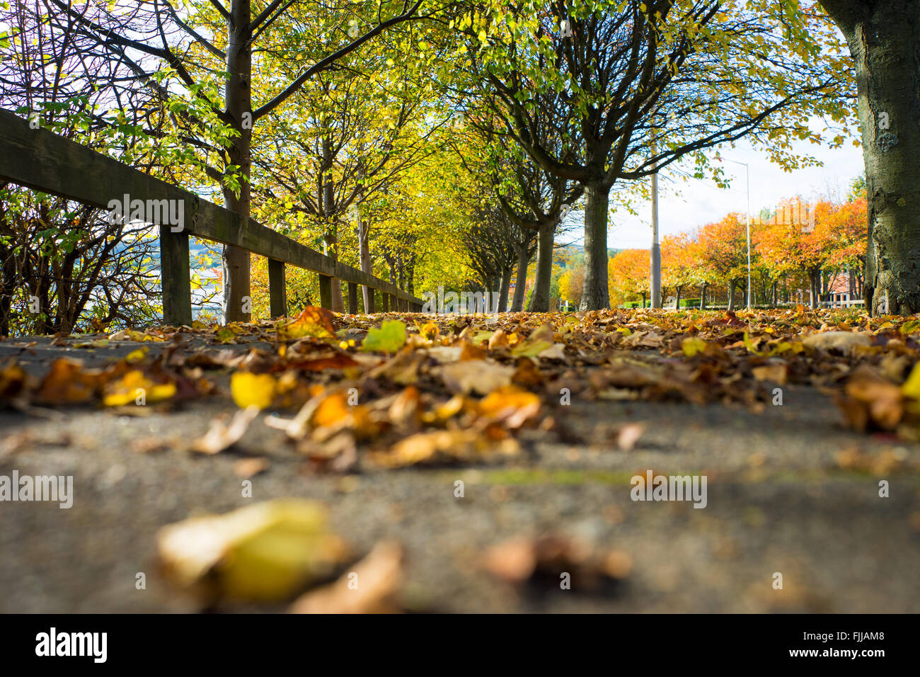 Pathway of Autumn leaves Stock Photo - Alamy