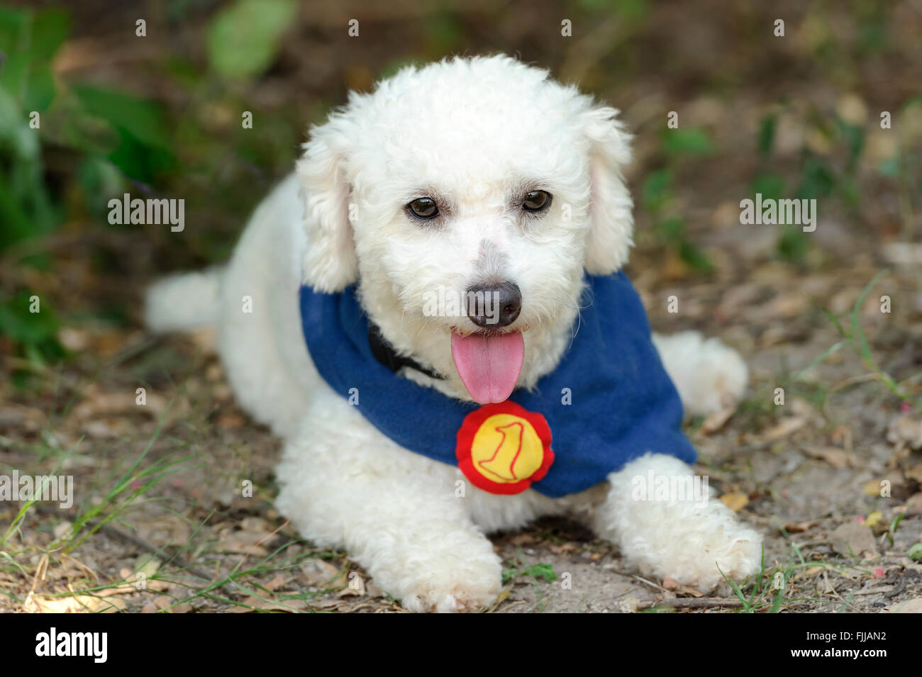 Happy dog is a white happy looking dog with cute floppy ears and his ...