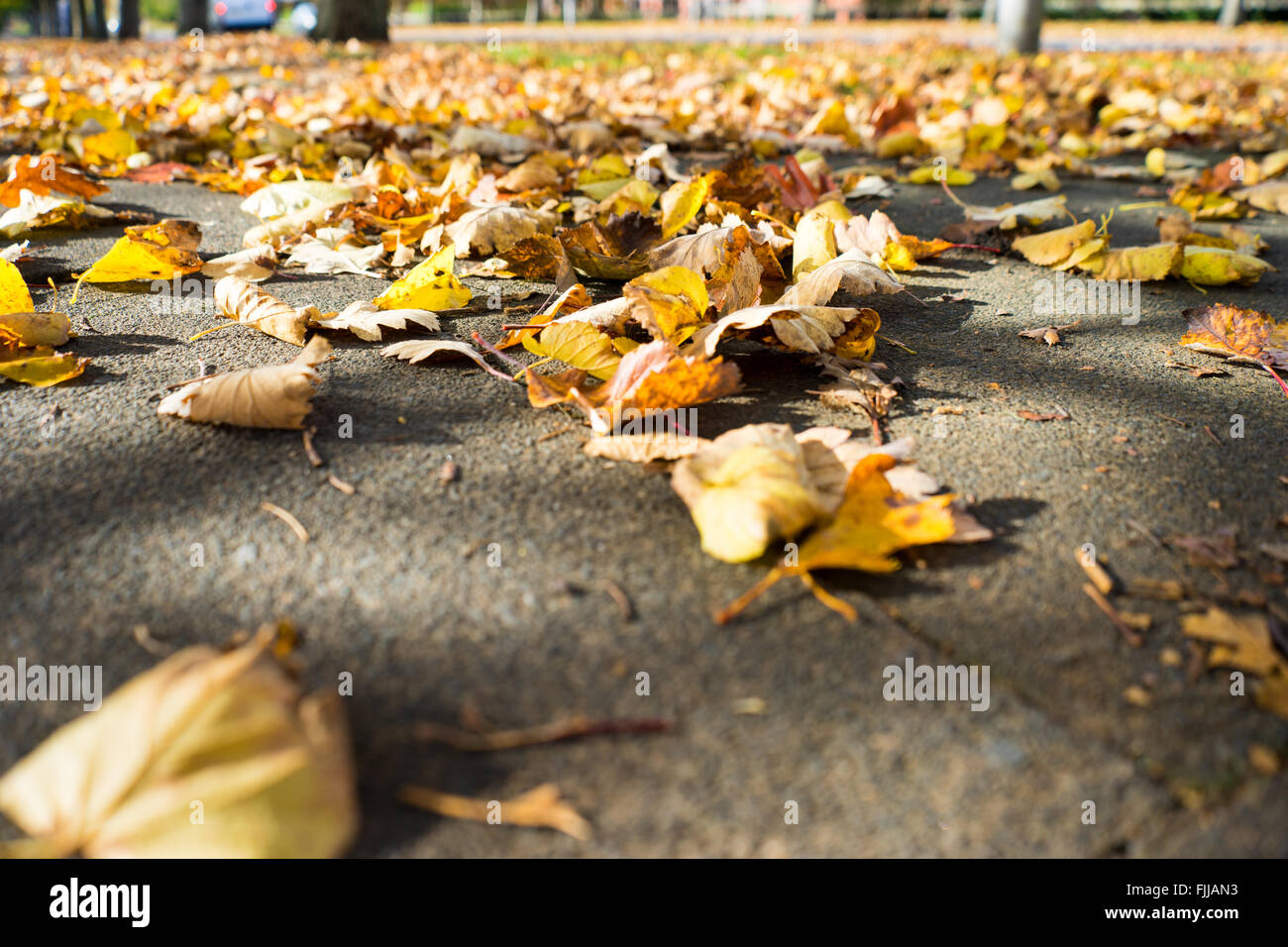 Pathway of Autumn leaves Stock Photo - Alamy