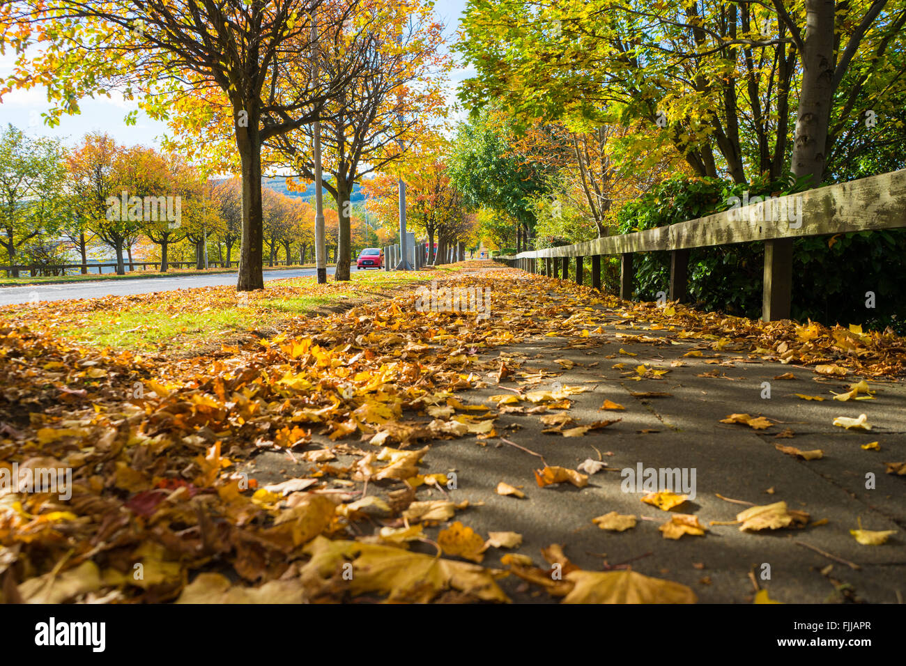 Pathway of Autumn leaves Stock Photo - Alamy