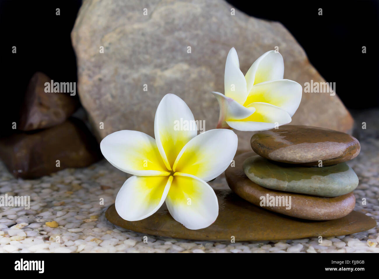 Relaxing peaceful flower plumeria frangipani hi-res stock photography ...
