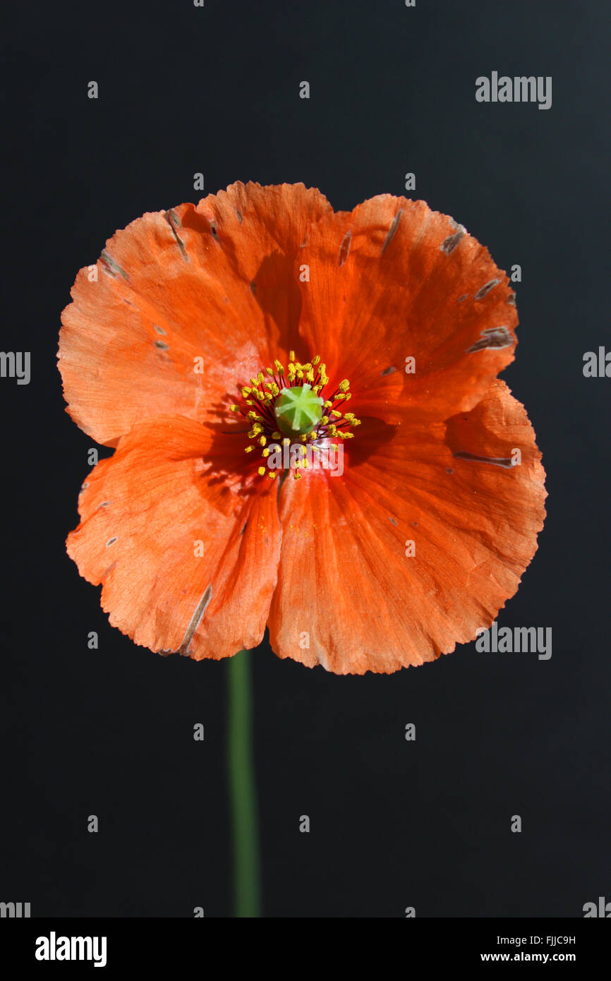 Poppy in full flower Stock Photo - Alamy
