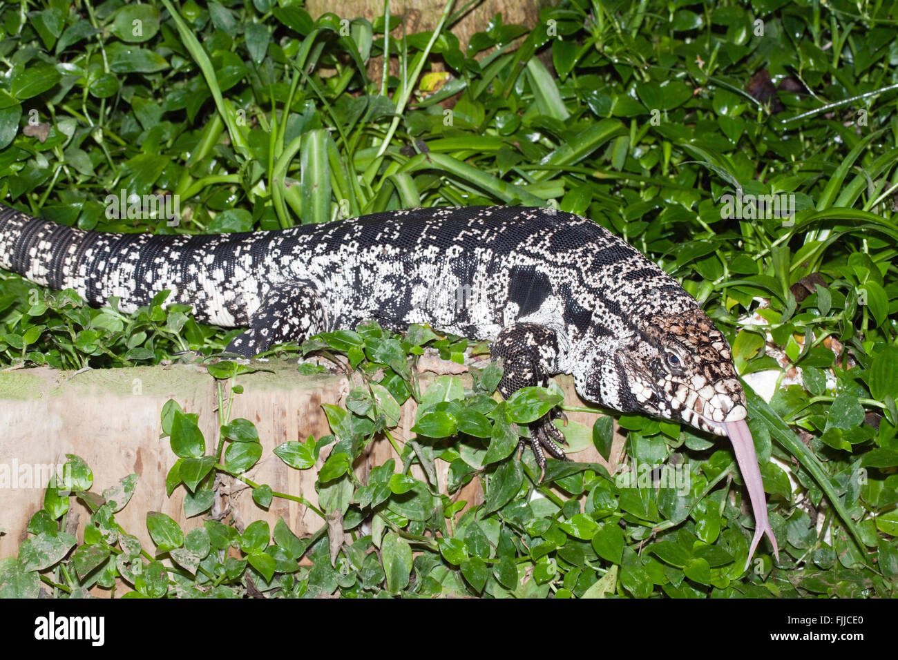 Argentine black and white tegu hi-res stock photography and images - Alamy