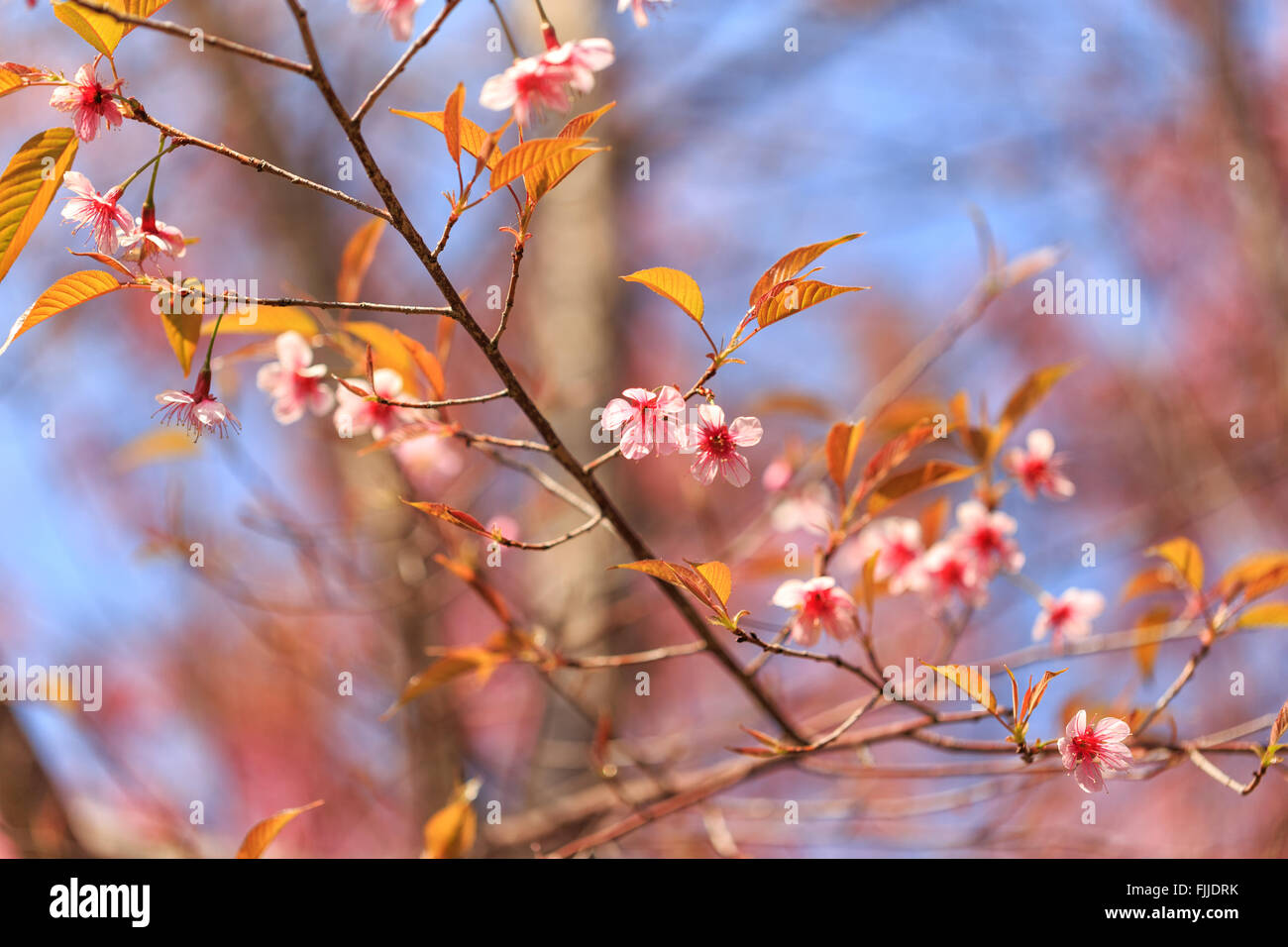Cherry Blossom Flowers at Springtime Stock Photo - Alamy