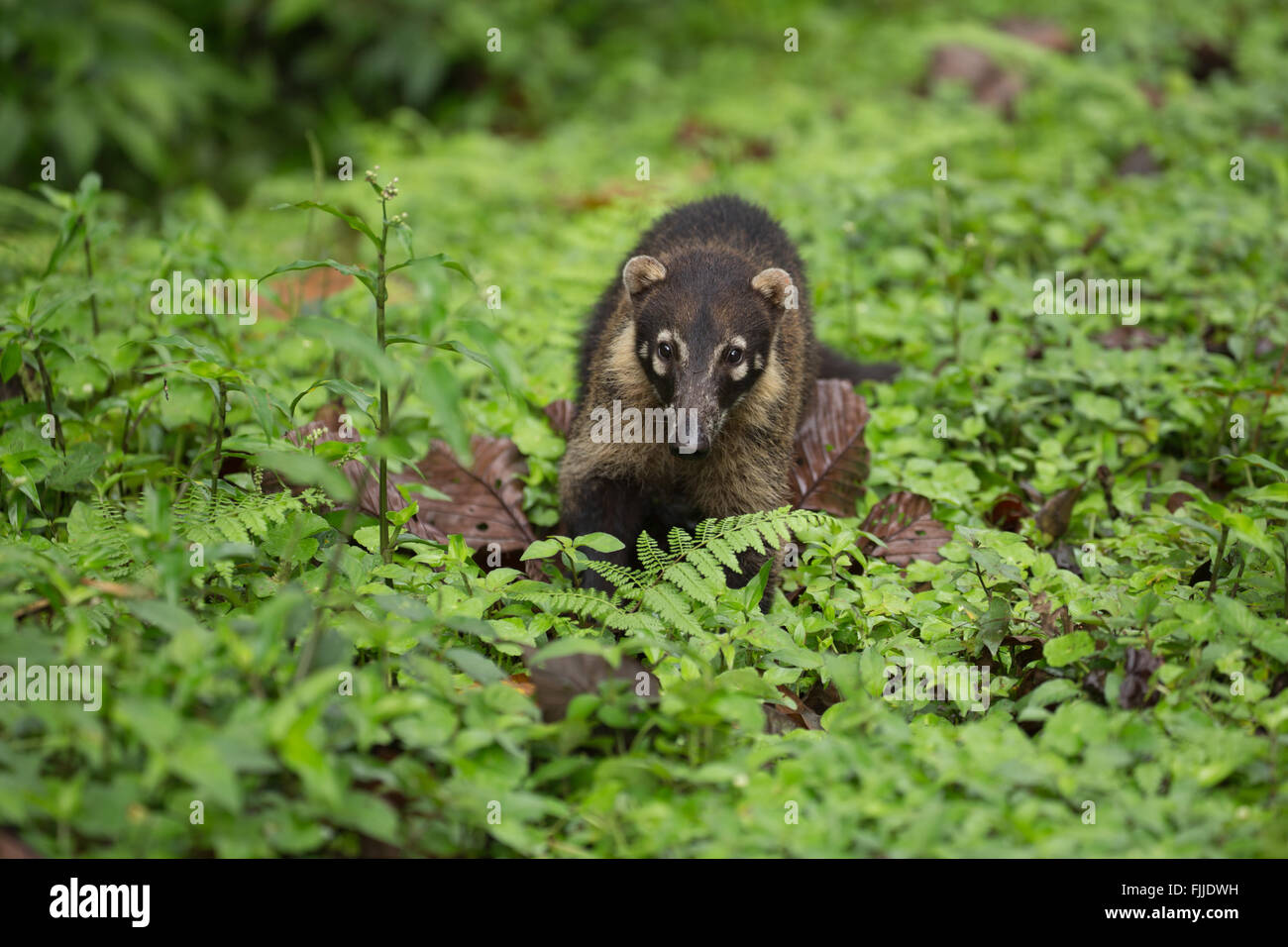 Coati arenal costa rica hi-res stock photography and images - Alamy