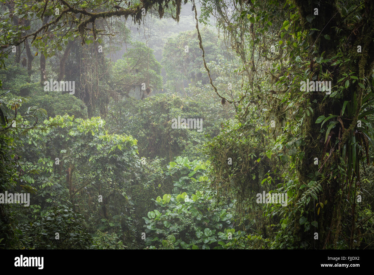Rainforest - Costa rican jungle Stock Photo - Alamy