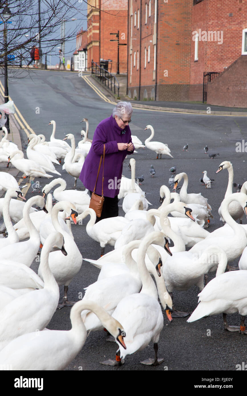 Worcester swans hi-res stock photography and images - Alamy