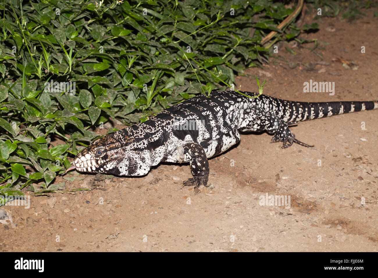 Black and white movement pattern hi-res stock photography and images ...