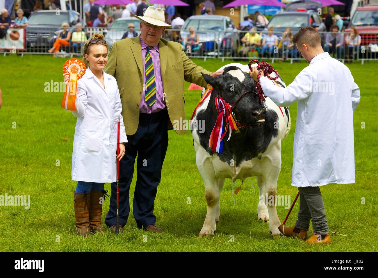 Young girl with her bull at agricultural show. Holding rosette for ...
