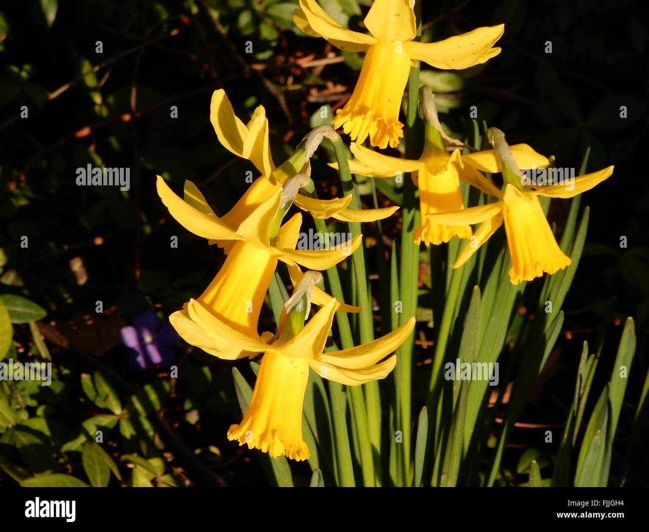 Eastern flowers hi-res stock photography and images - Alamy