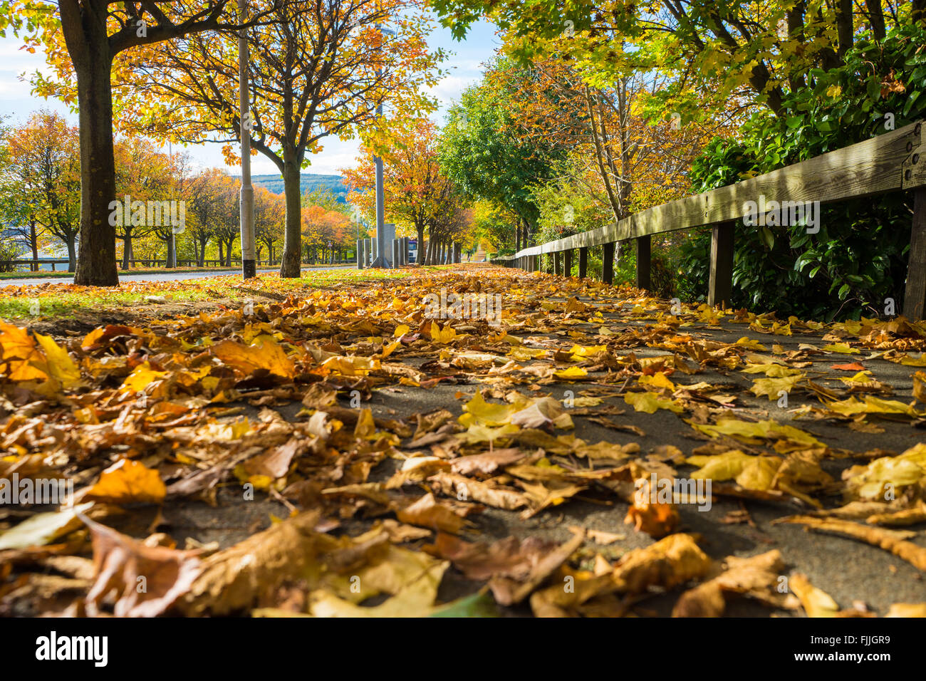 Pathway of Autumn leaves Stock Photo - Alamy