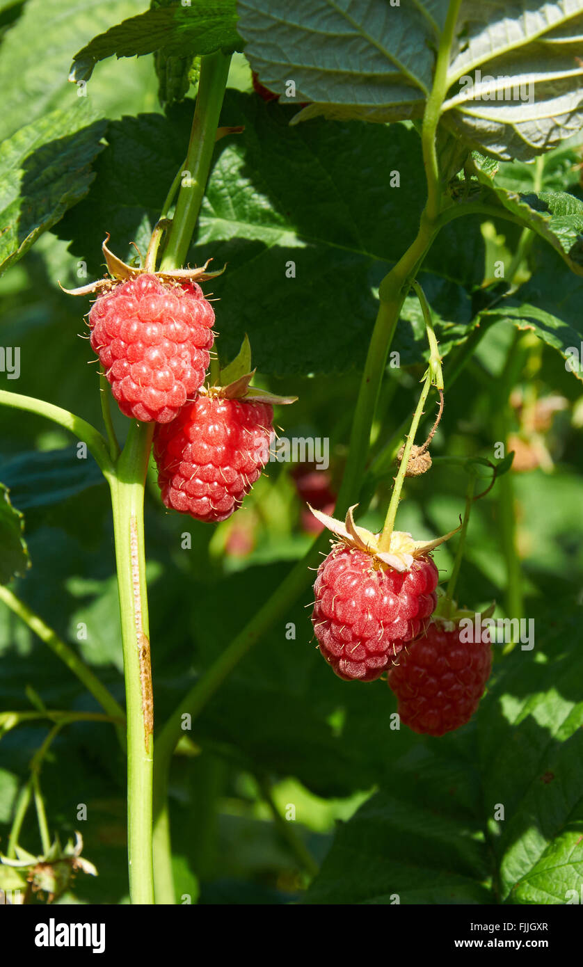 Several ripe red raspberries growing Stock Photo - Alamy