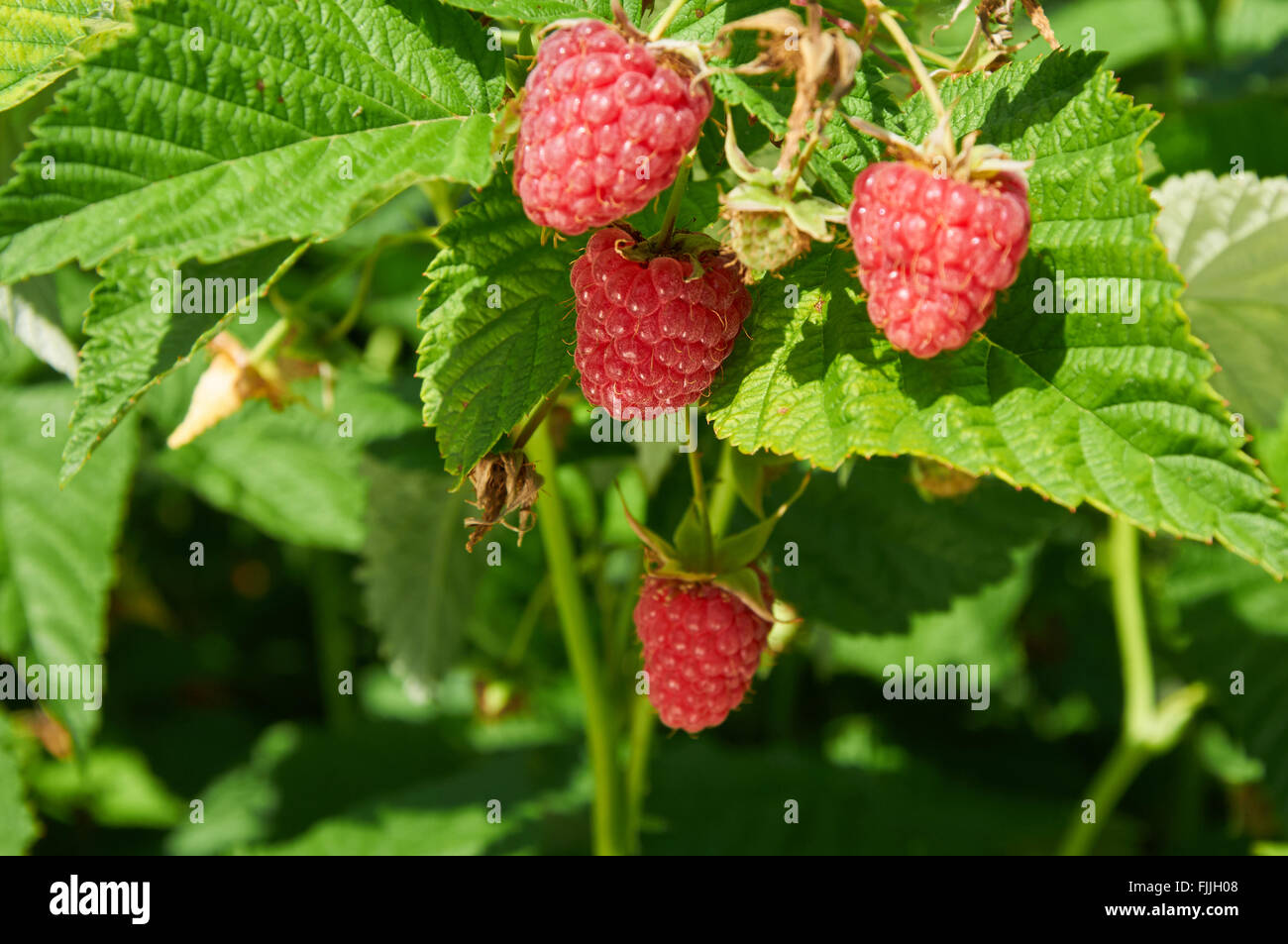 Several ripe red raspberries growing Stock Photo - Alamy