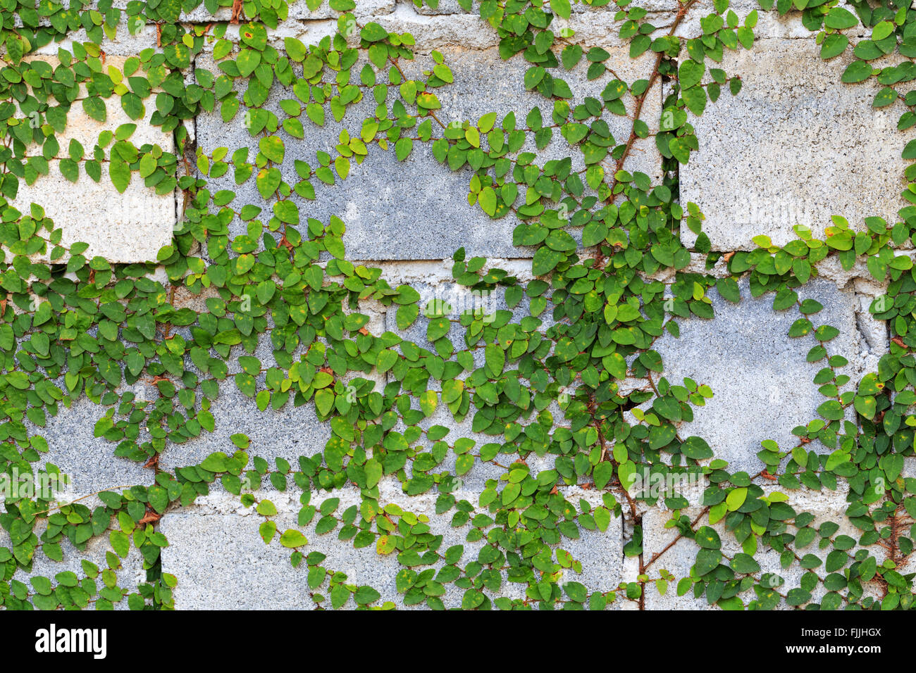 Creeper architecture park wall hi-res stock photography and images - Alamy