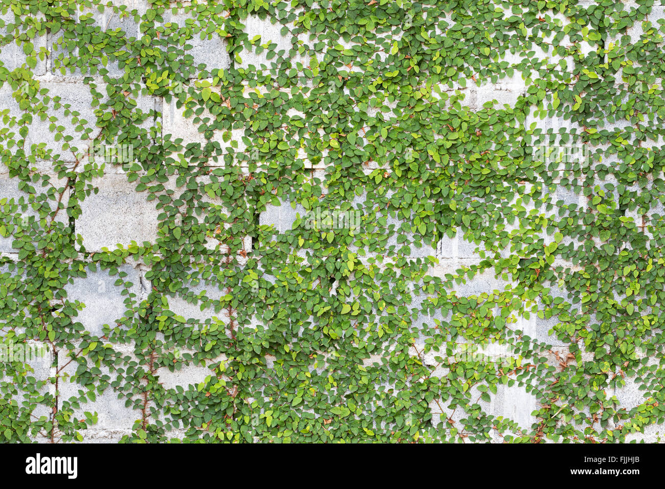 Green Creeper Plant on the Wall Stock Photo - Alamy