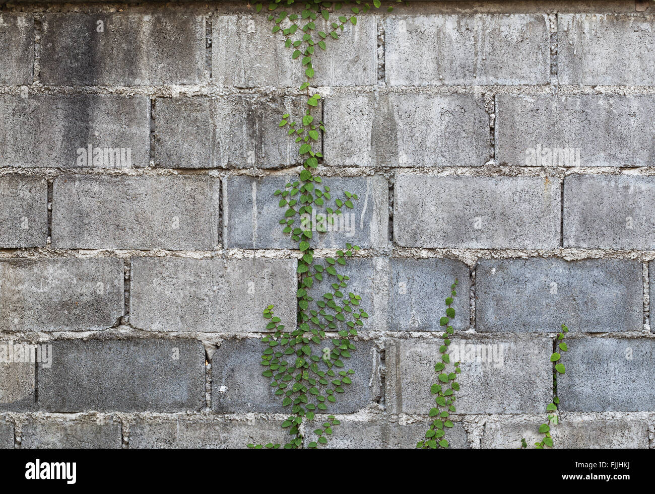 Creeper architecture park wall hi-res stock photography and images - Alamy