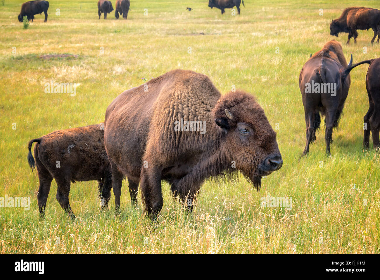 Herd of bison in Custer State Park, South Dakota Stock Photo - Alamy