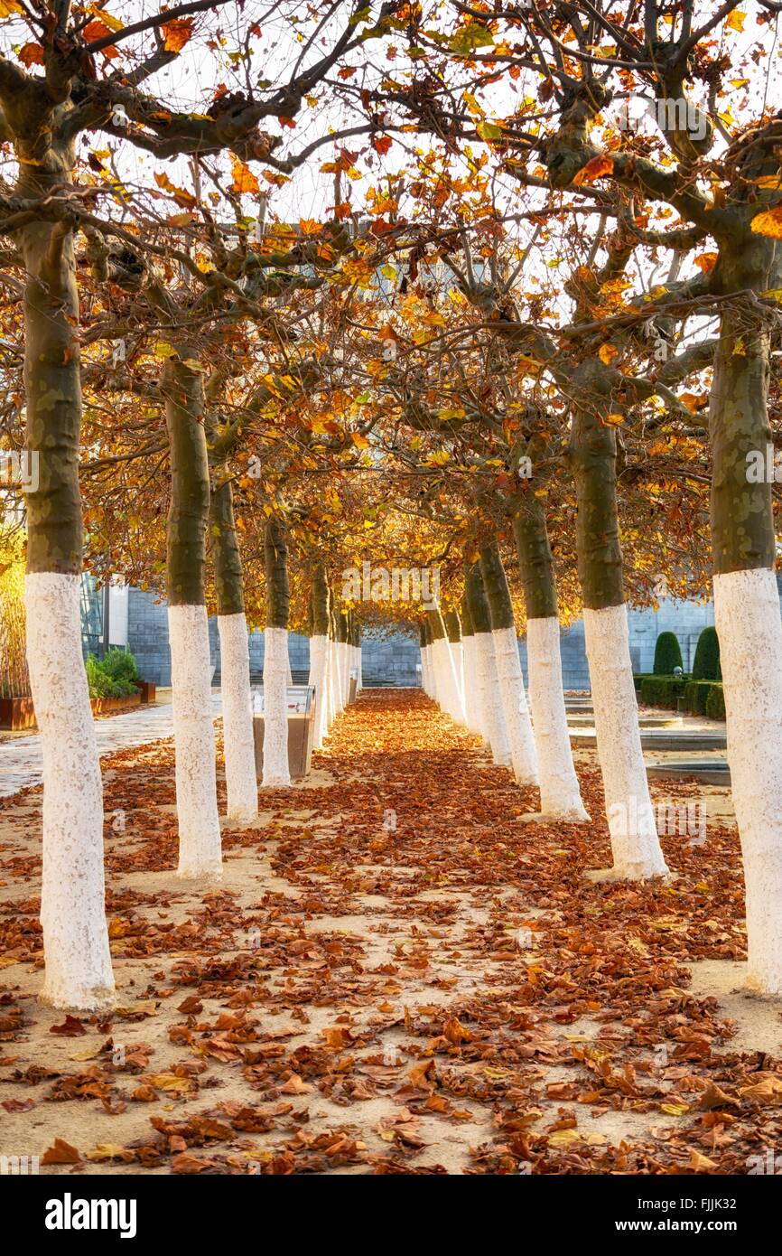 Pathway through the park Stock Photo - Alamy