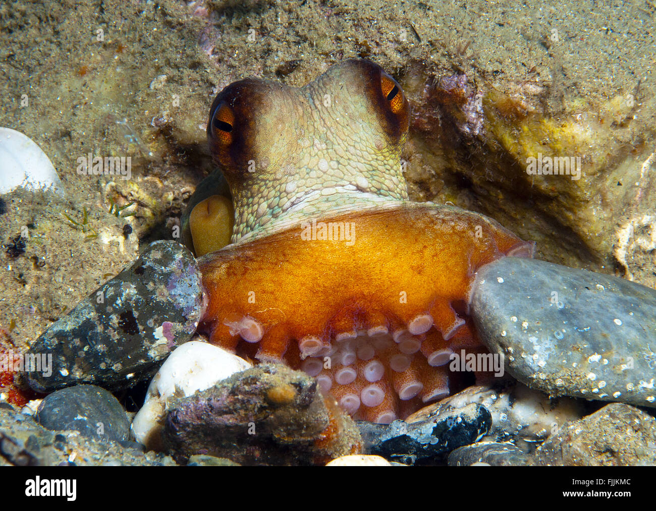 small invertebrate looking food on algae Stock Photo - Alamy