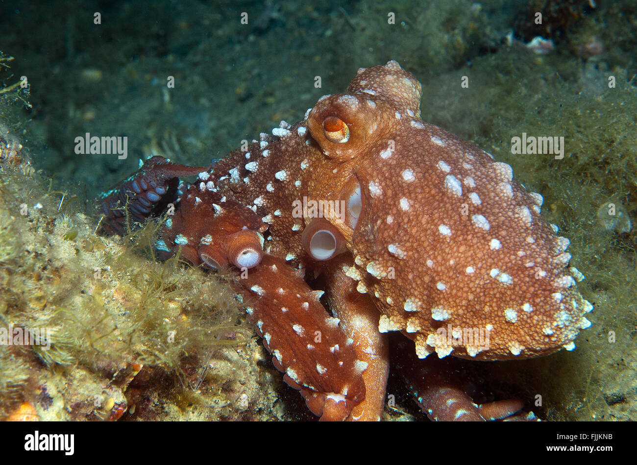 small invertebrate looking food on algae Stock Photo - Alamy