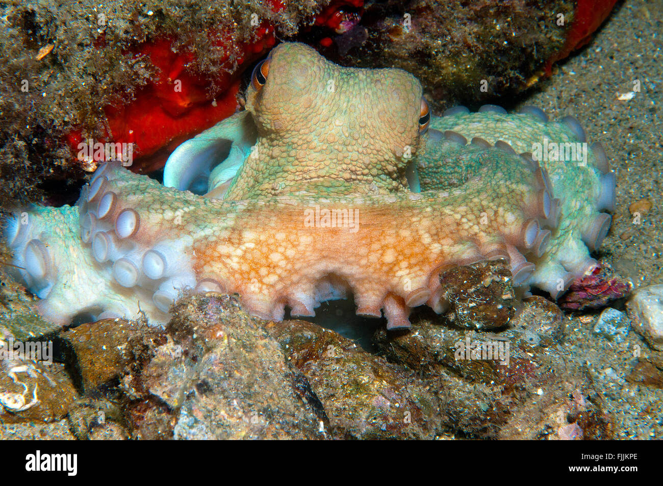 small invertebrate looking food on algae Stock Photo - Alamy