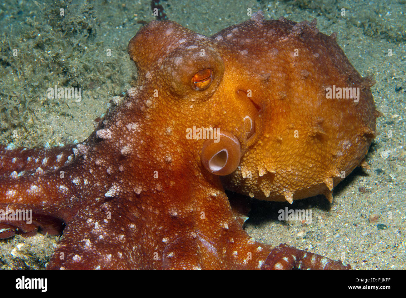 small invertebrate looking food on algae Stock Photo - Alamy